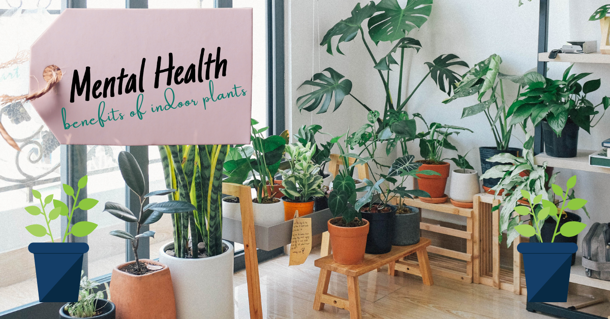 Plants are not for just decoration- 5 ways plants boost mental health ...