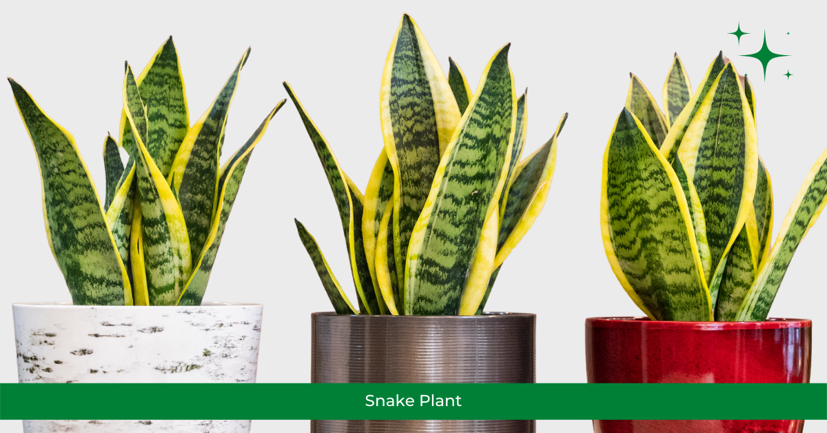 8 Best Air Purifying Plants That Are Easy To Care - Taru Vatika