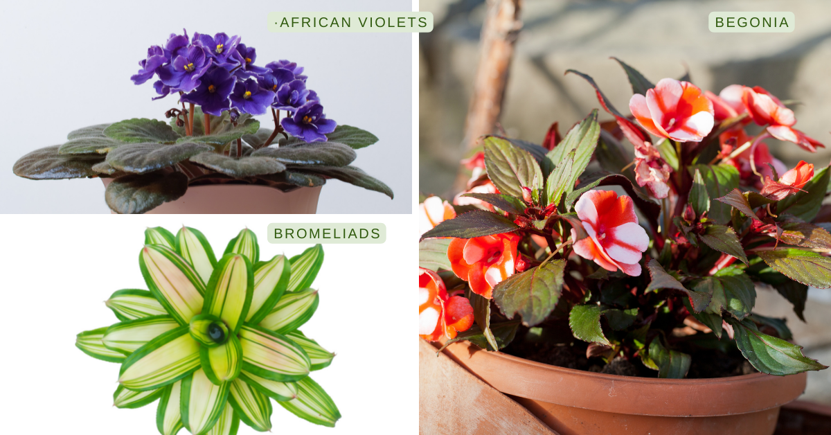 Understanding Why Table Top Plants are the New Trend and Decor