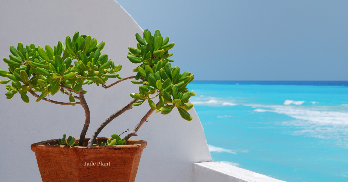 The Secret of Top 8 Positive Energy Plants - TaruVatika