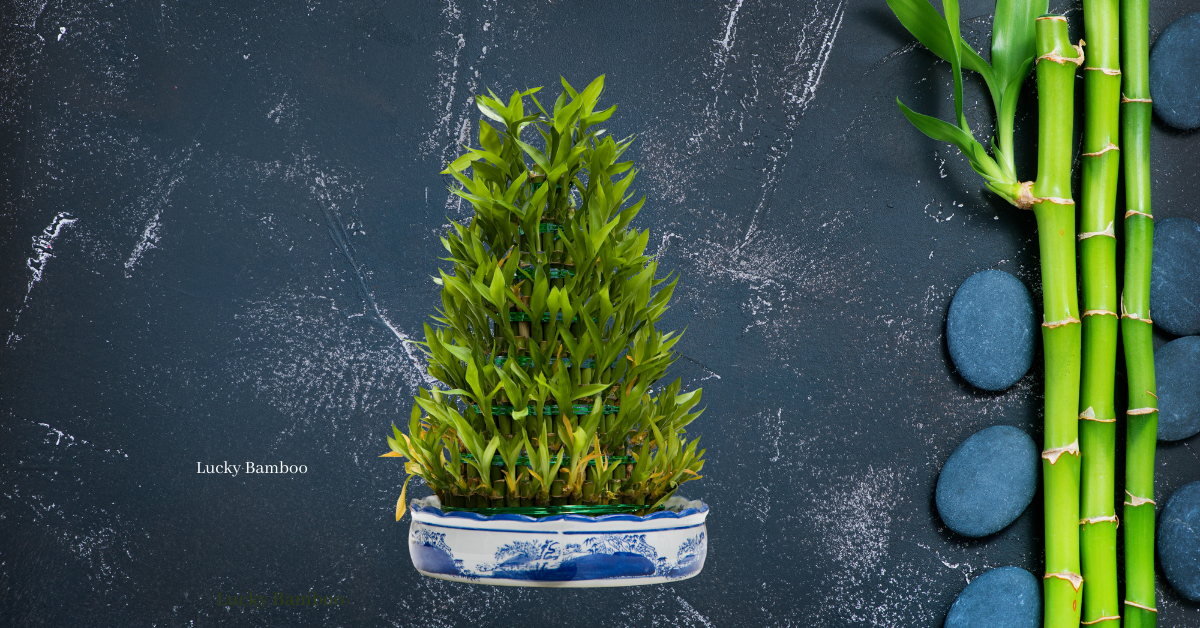 The Secret of Top 8 Positive Energy Plants - TaruVatika