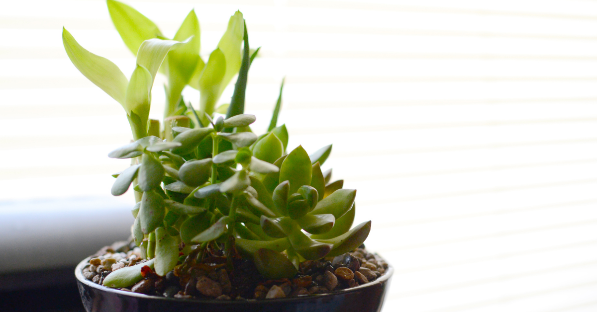 Top 8 Office Desk Plants for a Productive Workspace - Taruvatika
